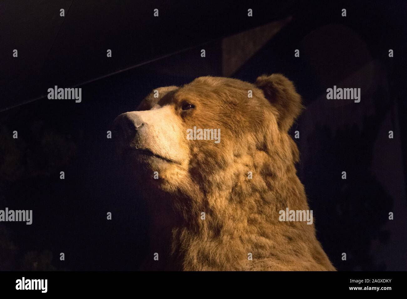 Dead Stuffed Bear grizzly in a museum taxidermy Stock Photo - Alamy