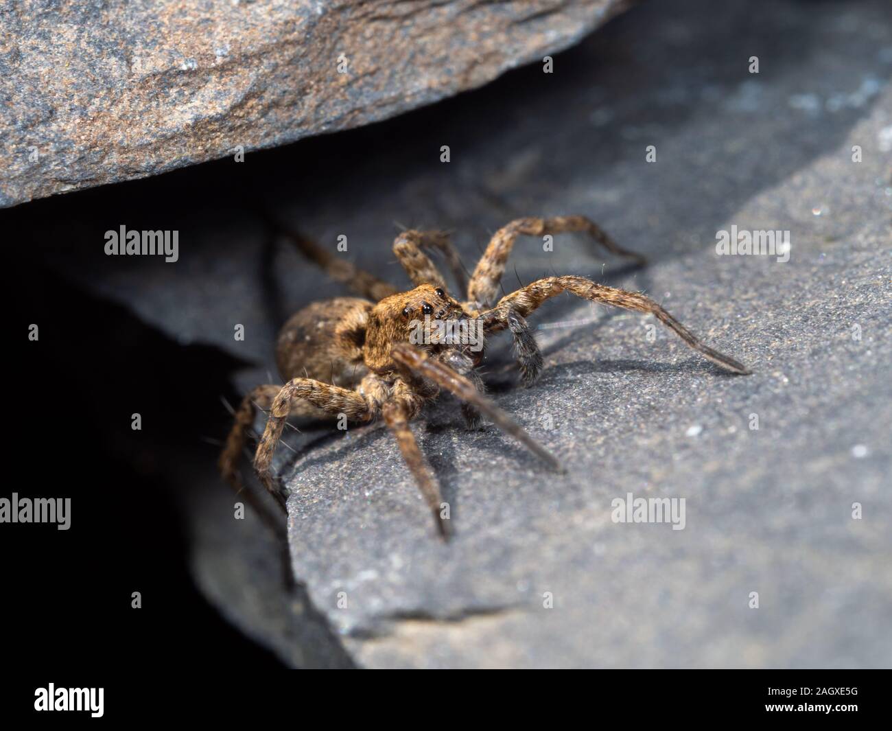 A Small Wolf Spider on Slate Stone, Pardose sp Stock Photo - Alamy