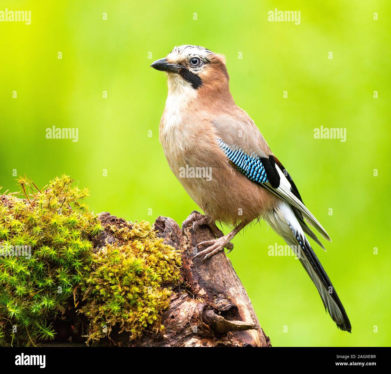 Colourful jay hi-res stock photography and images - Alamy