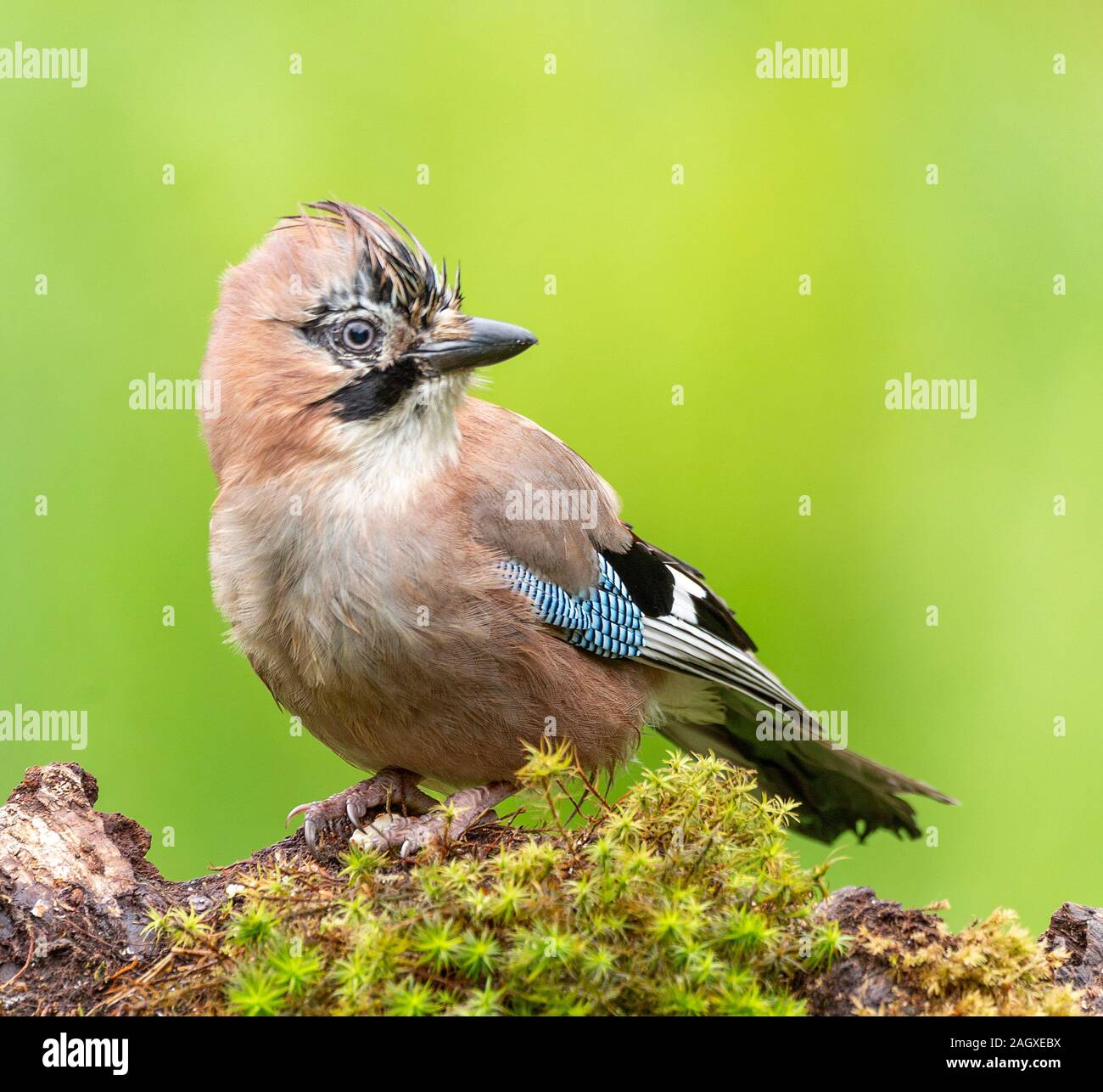Juvenile jay hi-res stock photography and images - Alamy