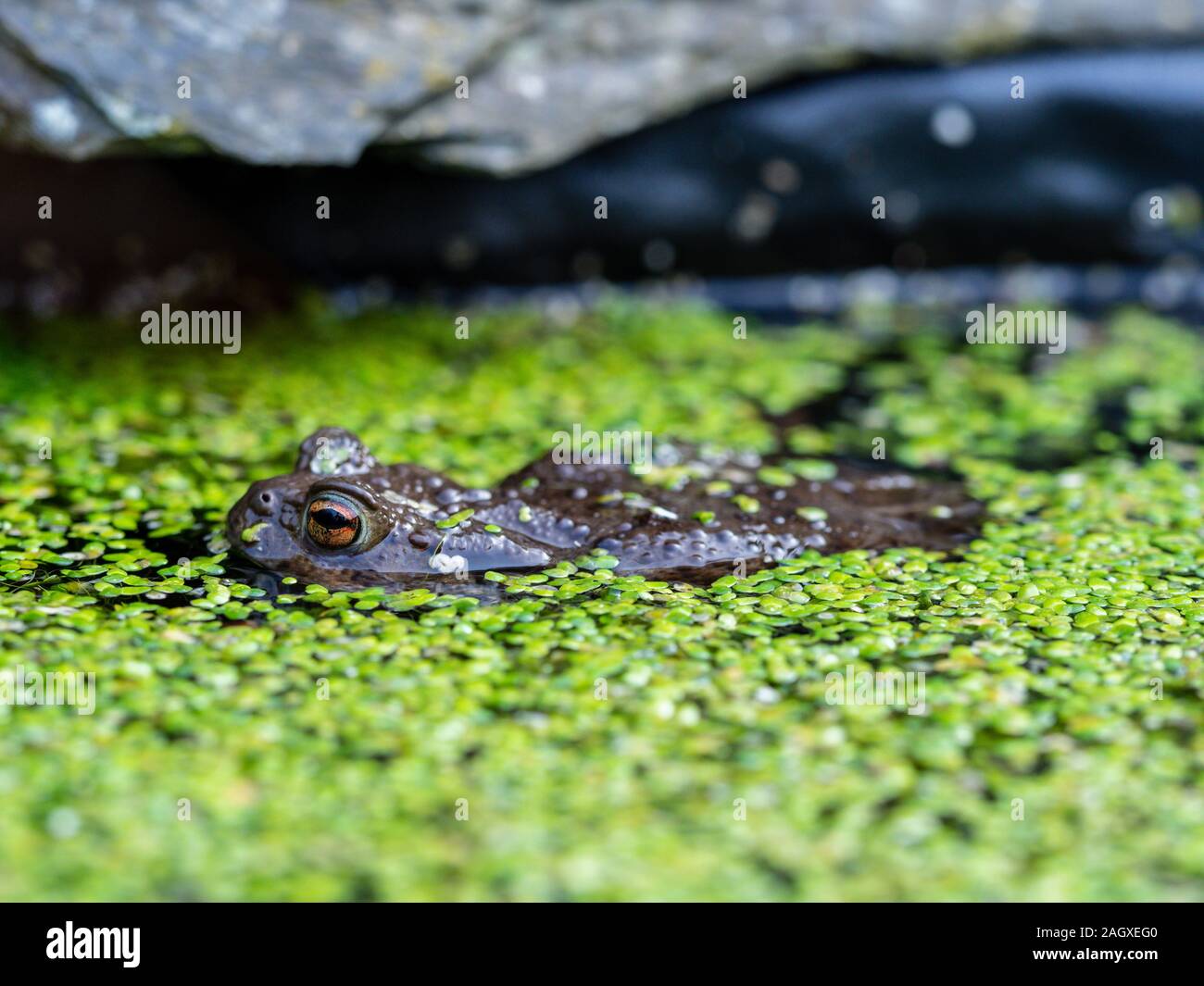 Common toad in Pond with Duckweed Stock Photo - Alamy