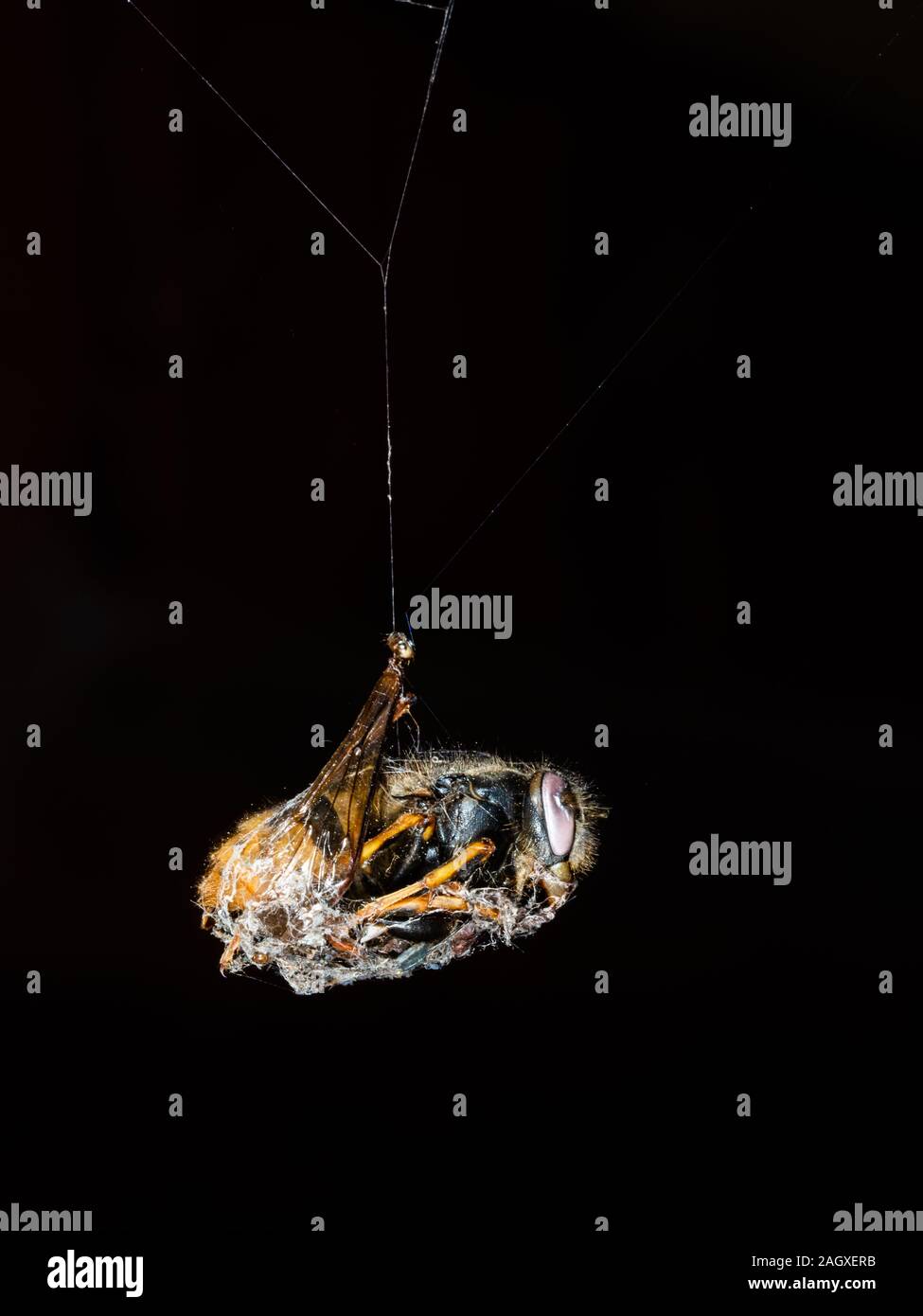 Insects stuck in a web hi-res stock photography and images - Alamy