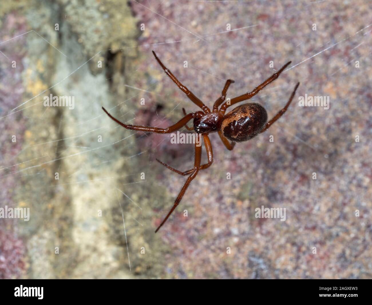 False widow spider uk hi-res stock photography and images - Alamy