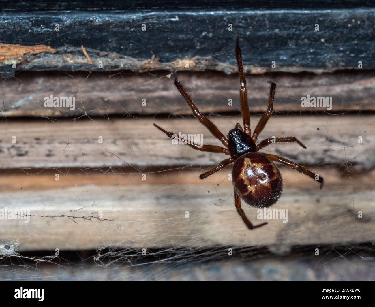 False Black Widow Web