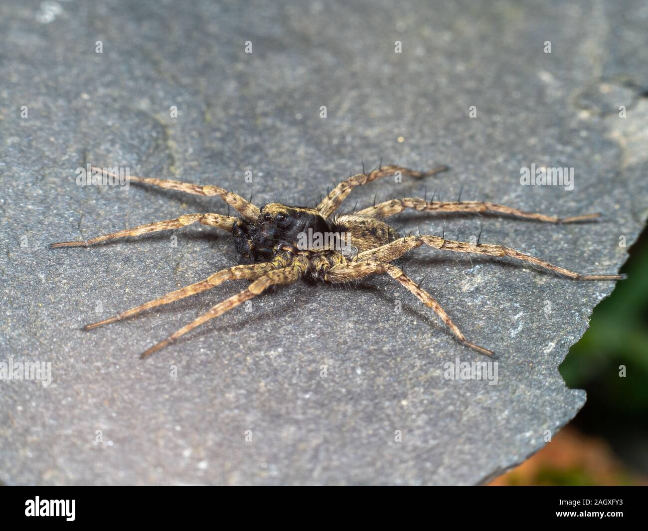 A Small Wolf Spider on Slate Stone, Pardose sp Stock Photo - Alamy