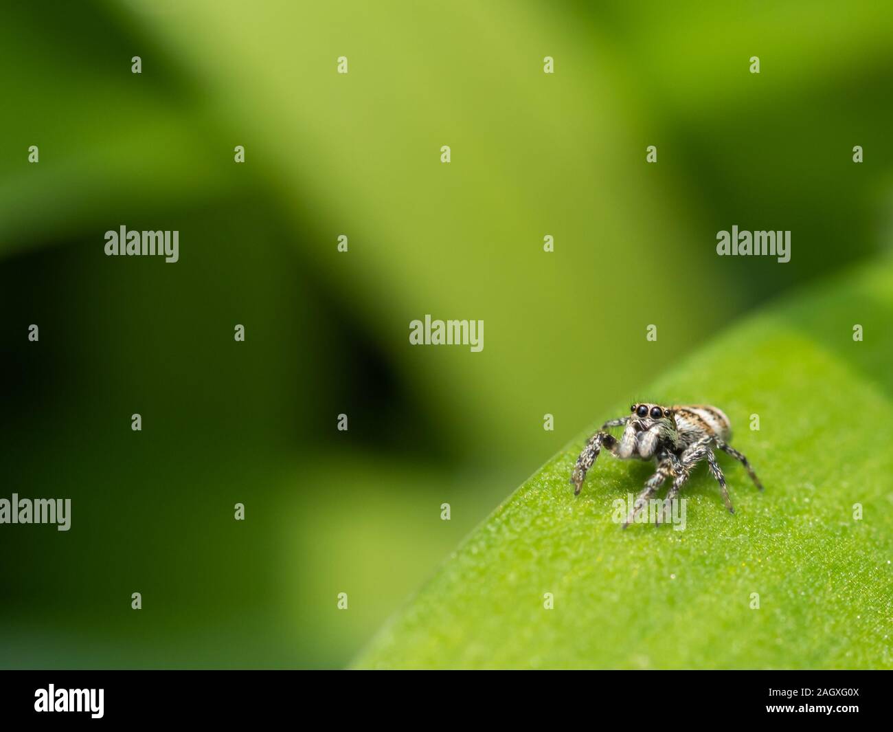 Zebra Jumping Spider, Salticus scenicus Stock Photo - Alamy