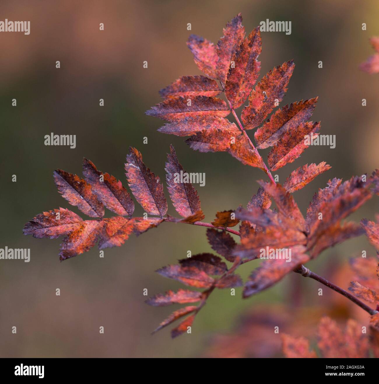 Blushing red leaf hi-res stock photography and images - Alamy
