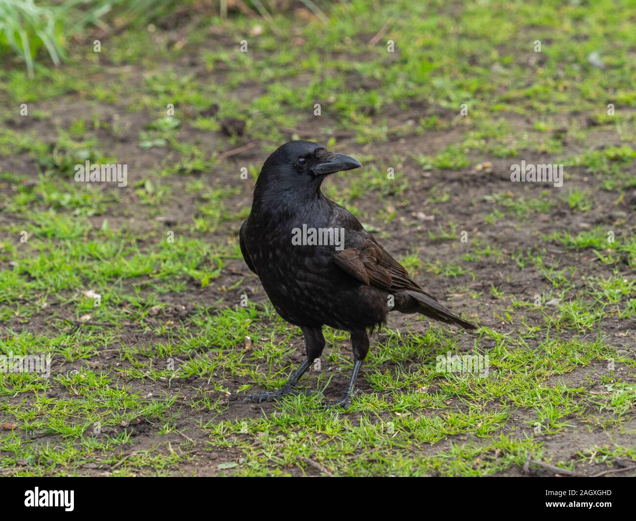 Black crow, Corvus corone, common crow Stock Photo - Alamy