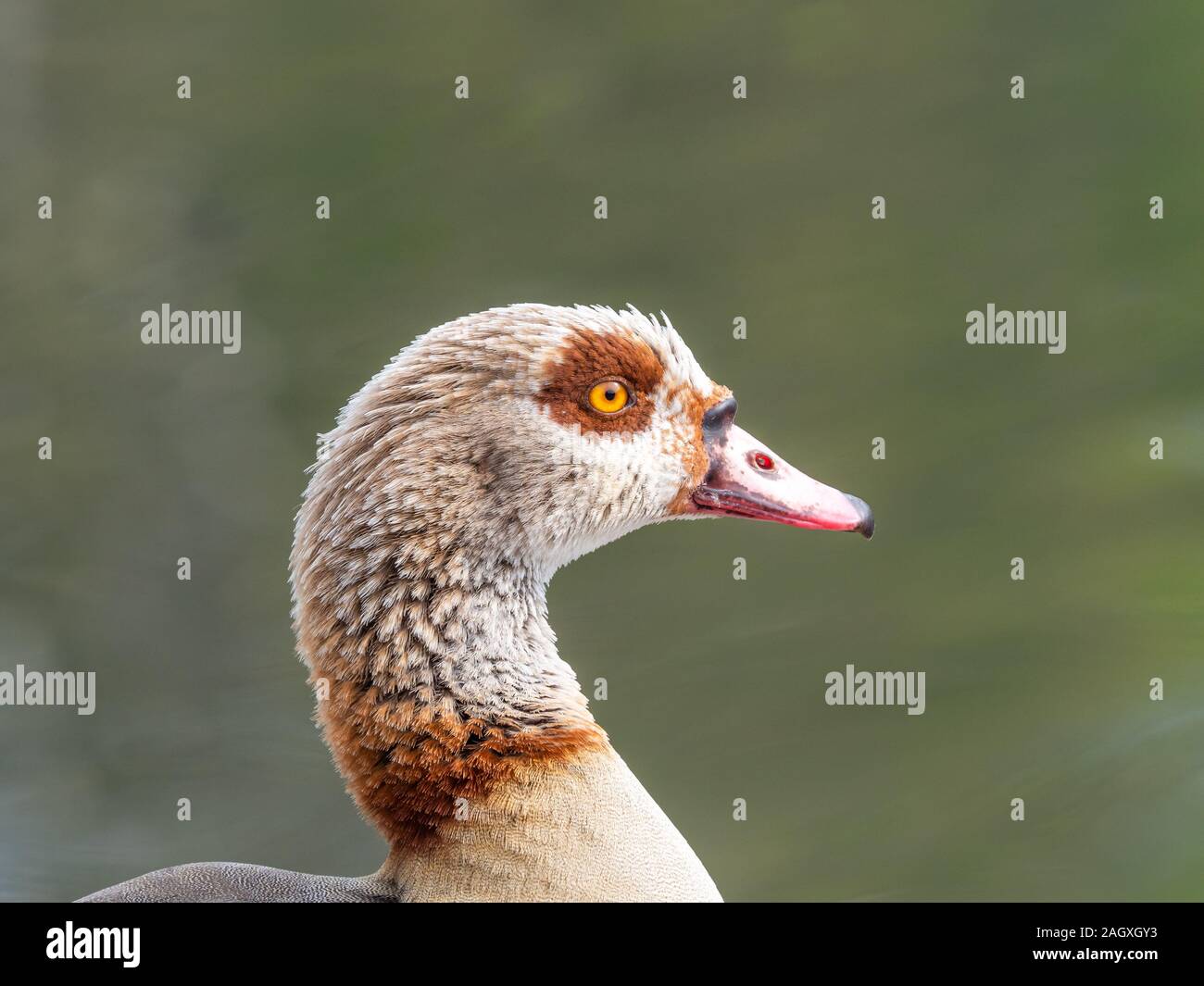 Egyptian goose head hi-res stock photography and images - Alamy