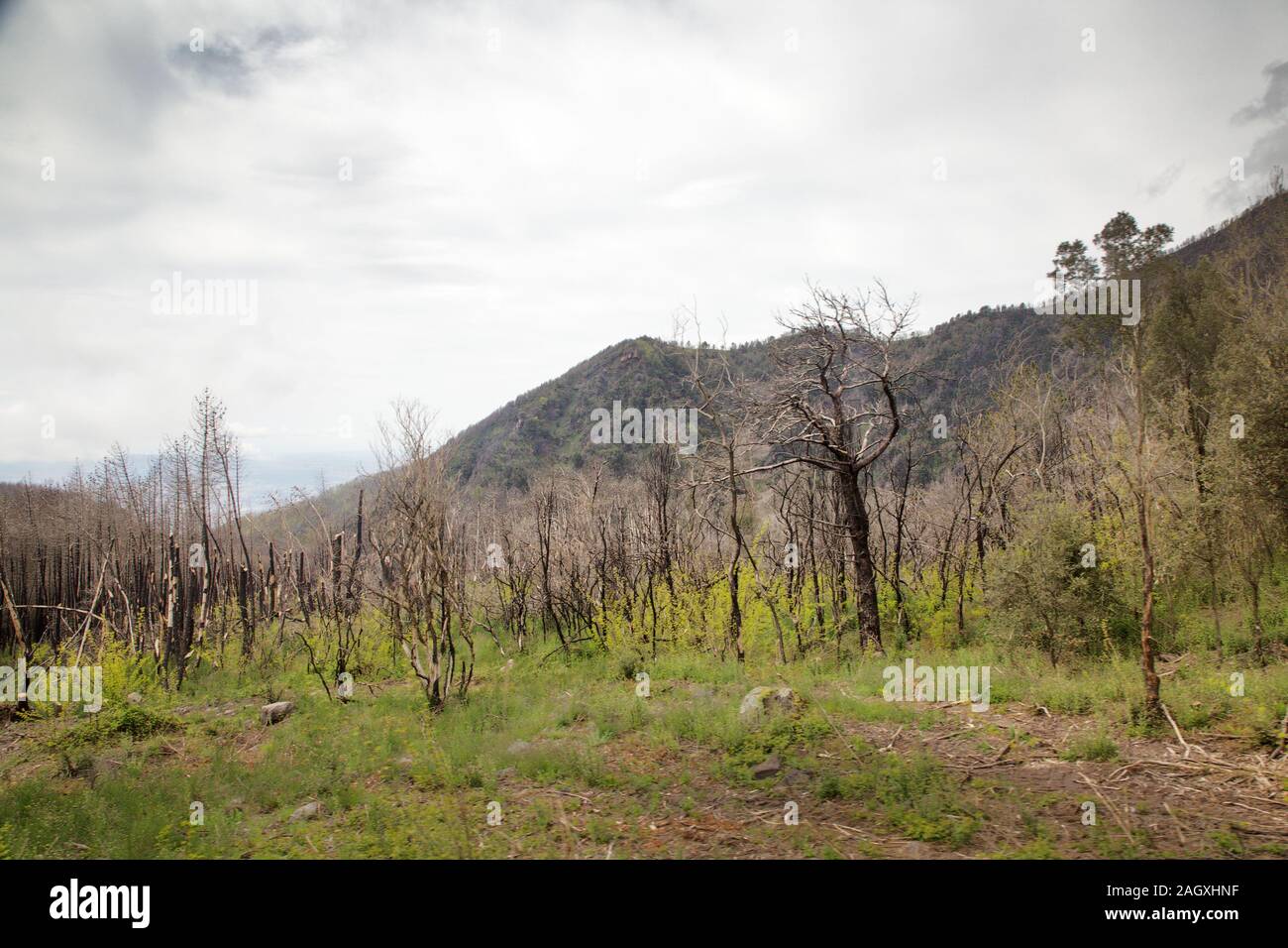 the mountainside around the famous volcano in italy mount vesuvius ...