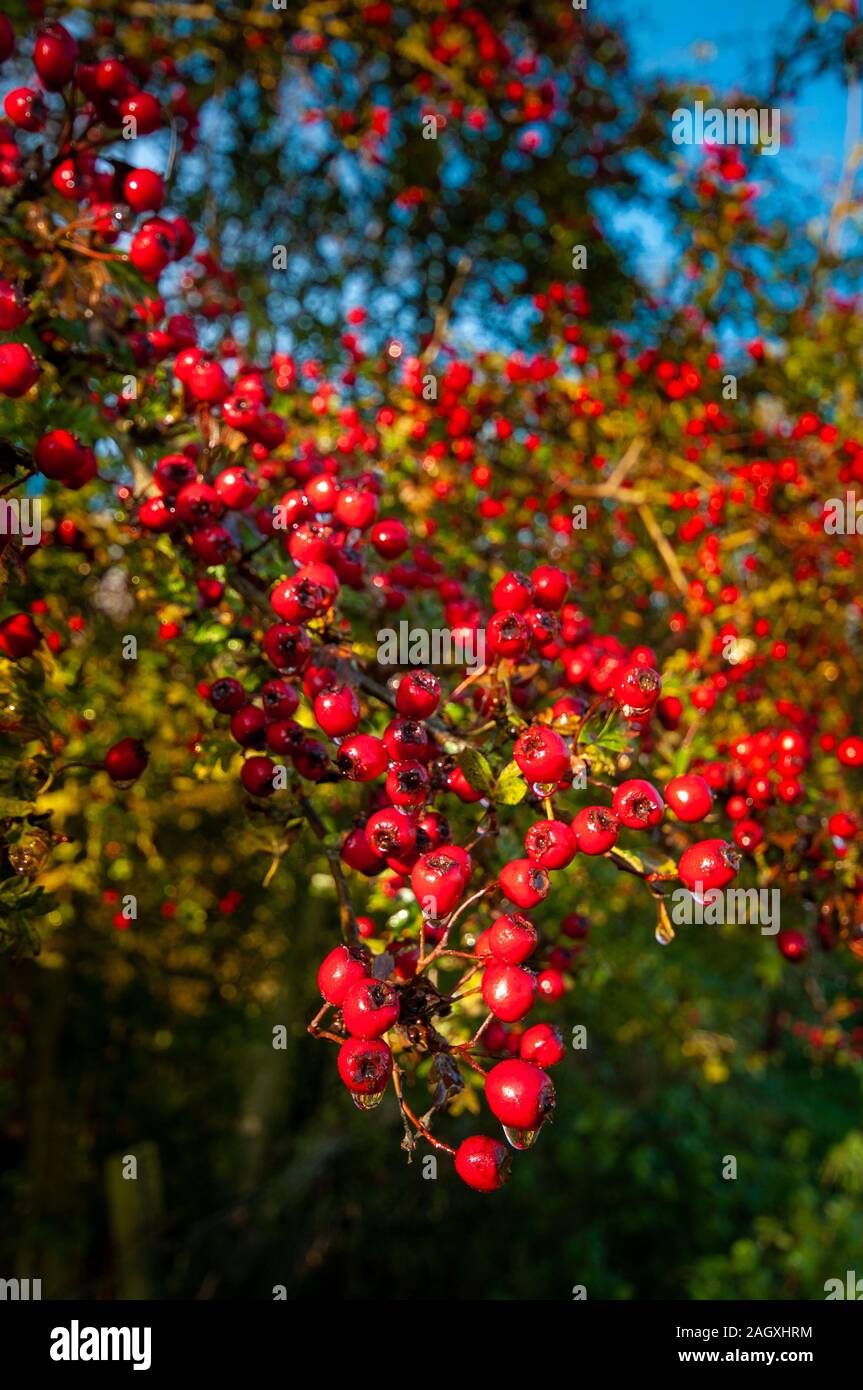 Common hedgerow tree hi-res stock photography and images - Alamy