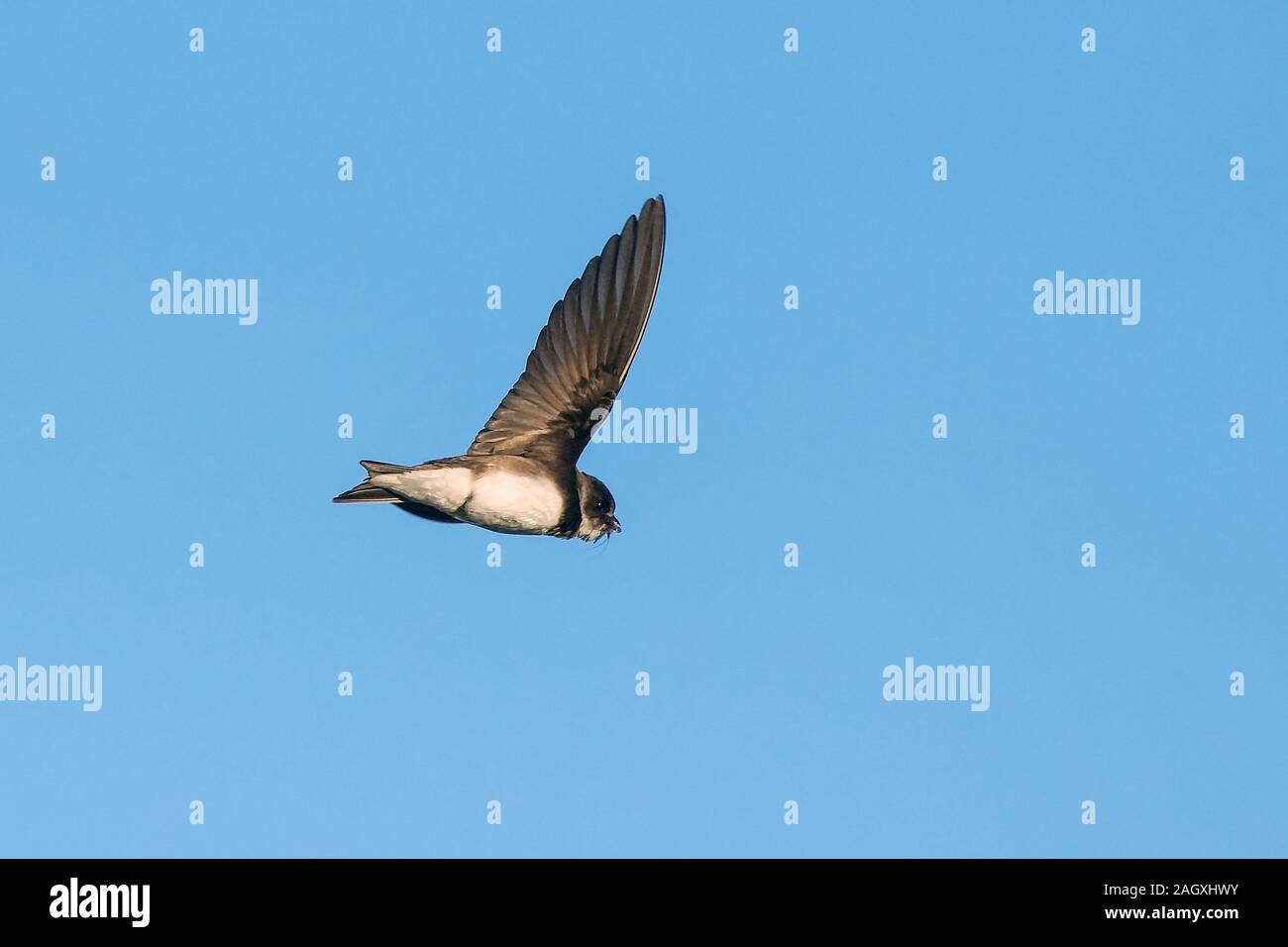 Collared sand martin hi-res stock photography and images - Alamy