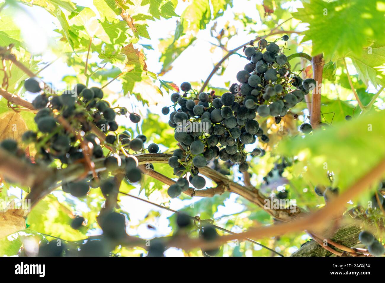 Vineyard shadows hi-res stock photography and images - Alamy