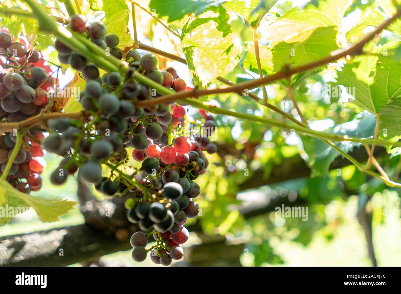 Vine environment hi-res stock photography and images - Alamy
