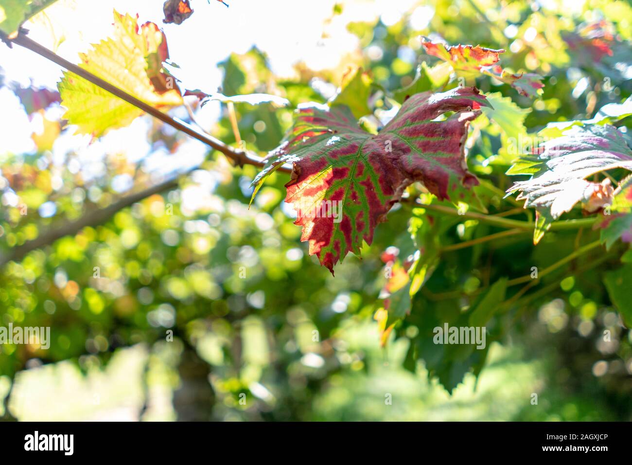 Summer background shadows leaves hi-res stock photography and images ...