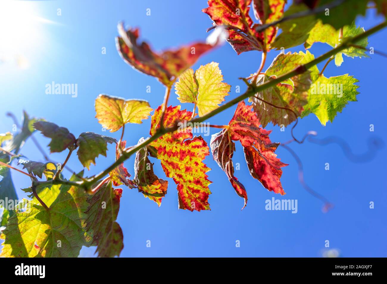 Shadow of vine leaves hi-res stock photography and images - Alamy