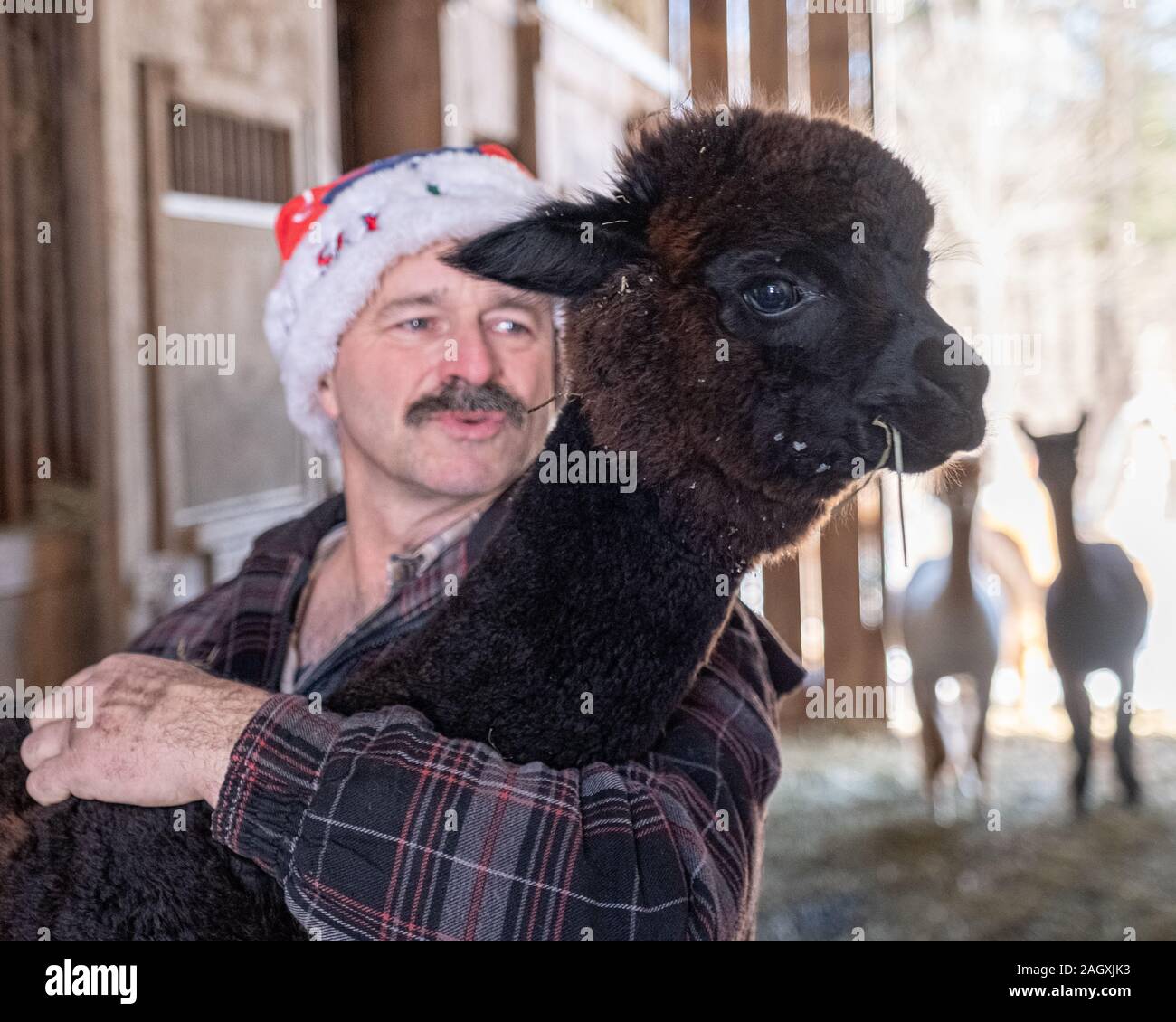 A farmer hugs his very friendly alpaca Stock Photo - Alamy