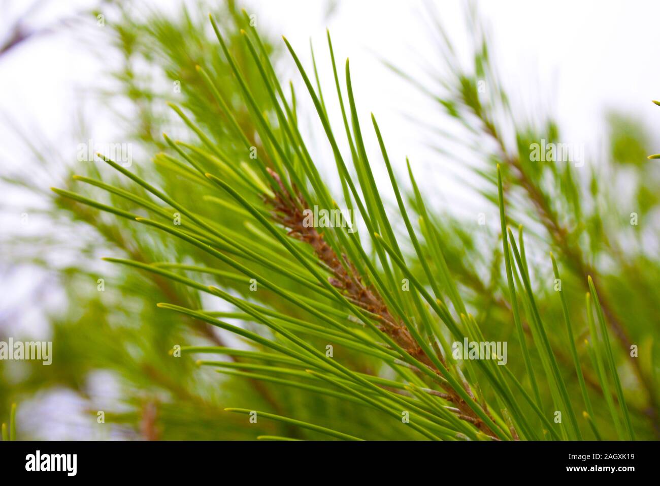 close-up of a small sprig of rosemary green wild herb in mediterranean ...