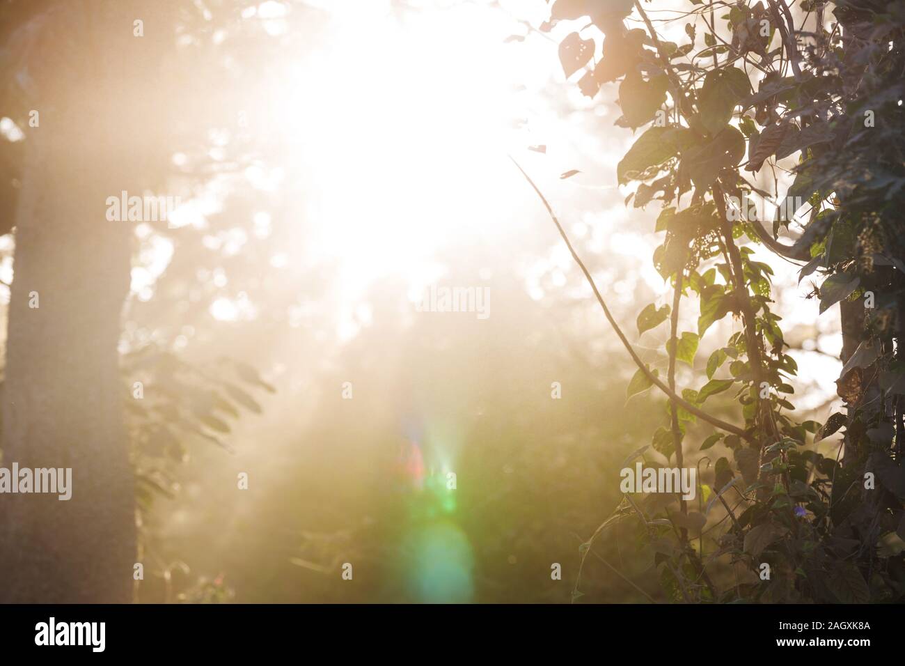Sun beams in clear day in the green forest Stock Photo - Alamy