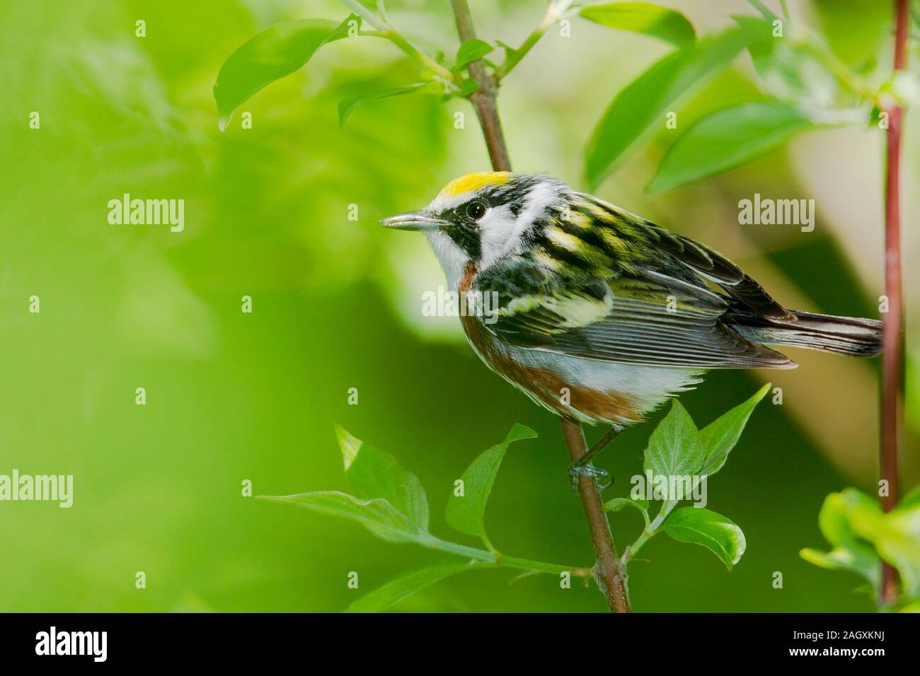 Chestnut-sided Warbler (Setophaga pensylvanica), male, breeding plumage ...