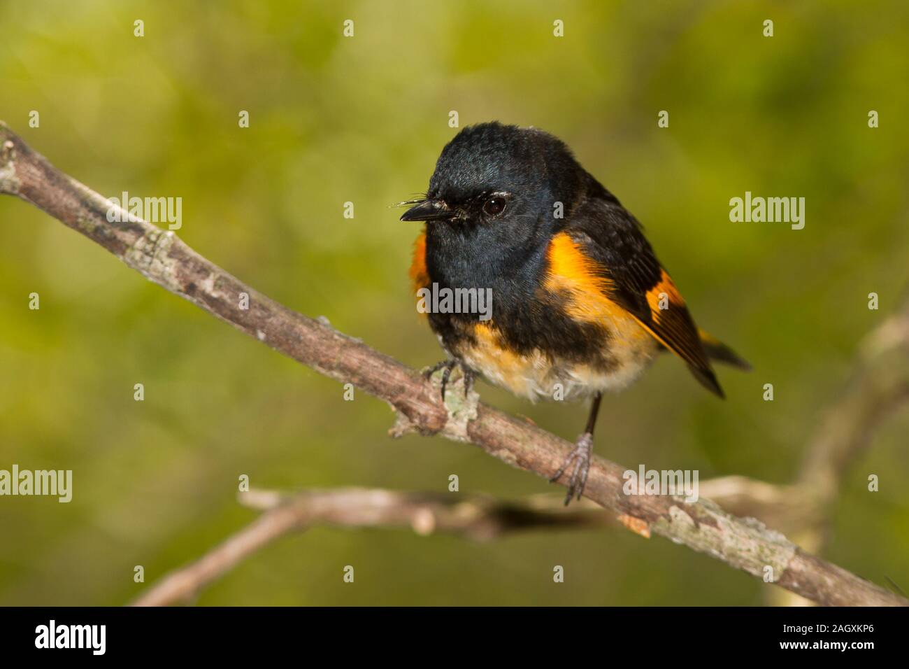 American Redstart (Setophaga ruticilla), male, breeding plumage Stock ...
