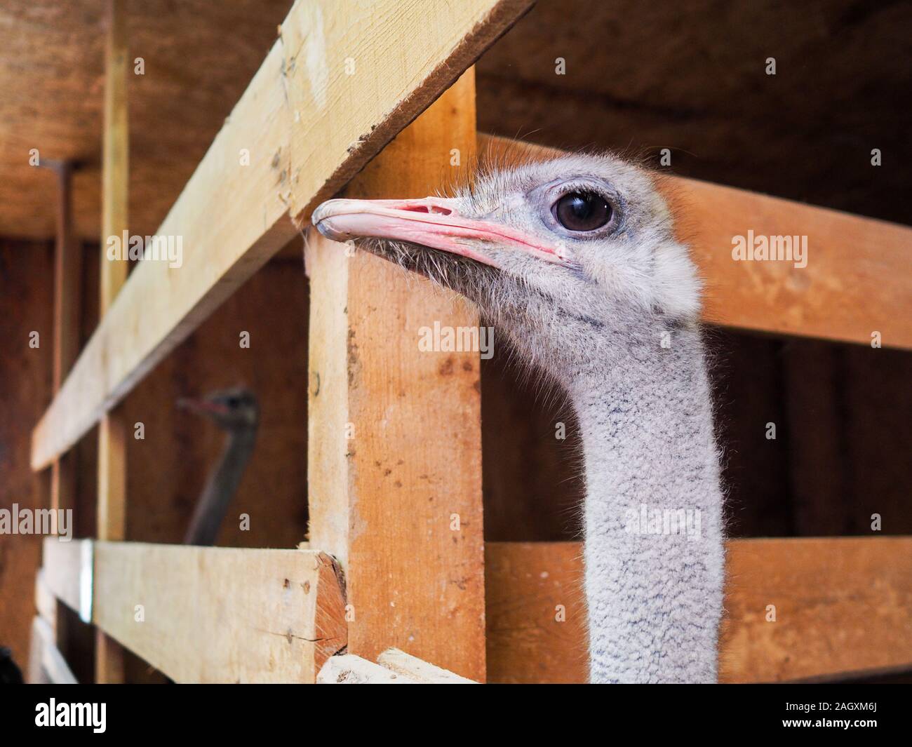 Ostrich features close hi-res stock photography and images - Alamy