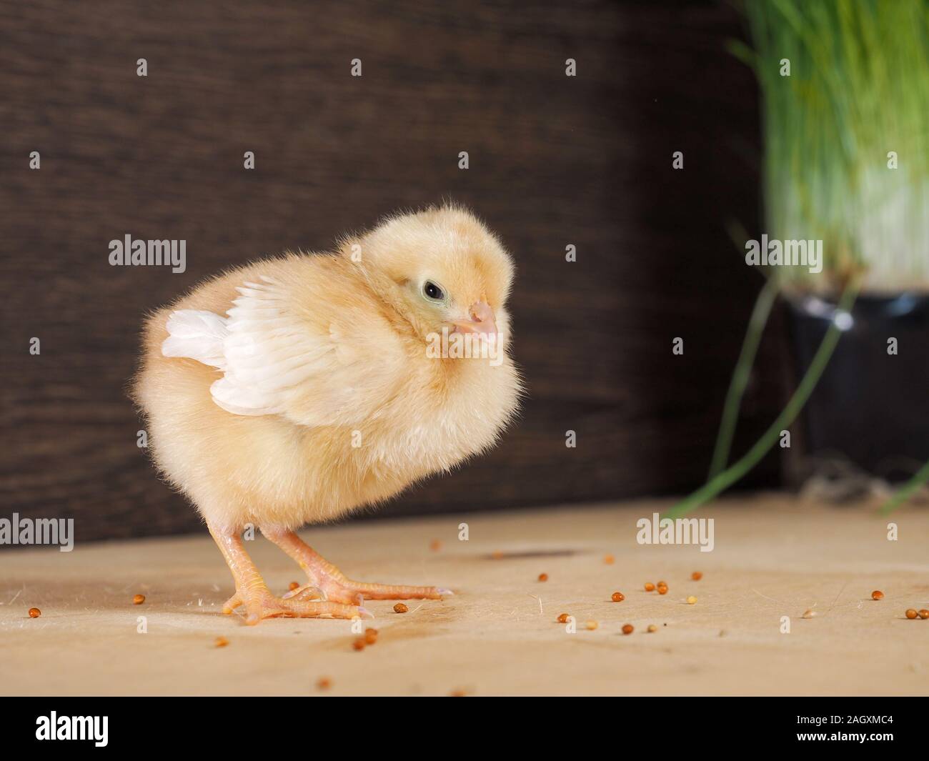 Chicken millet hi-res stock photography and images - Alamy