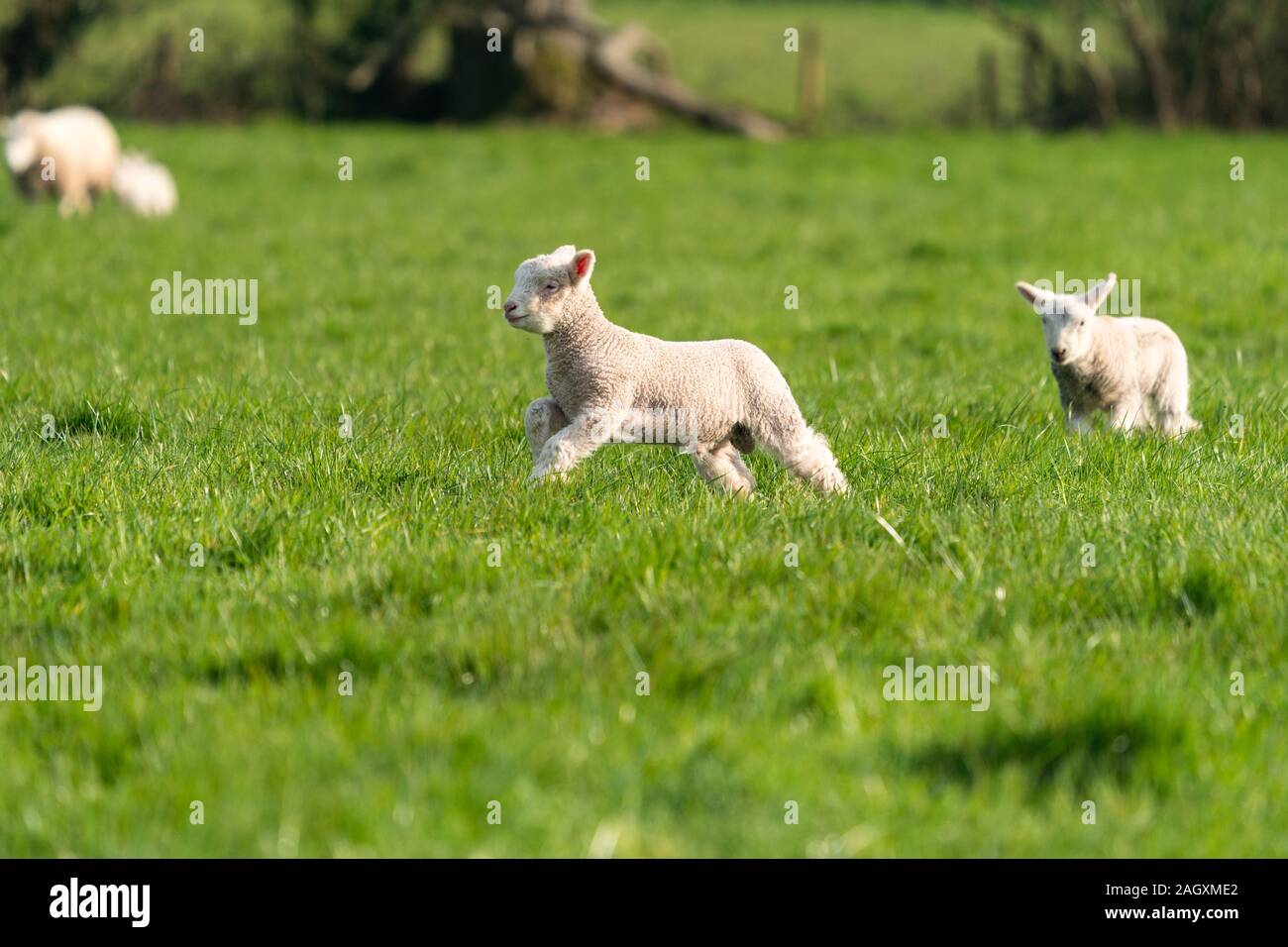 Lambs running in field hi-res stock photography and images - Alamy