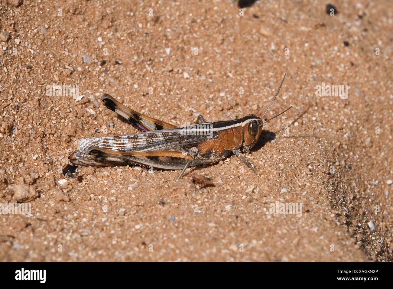 Grasshopper on sand Stock Photo - Alamy
