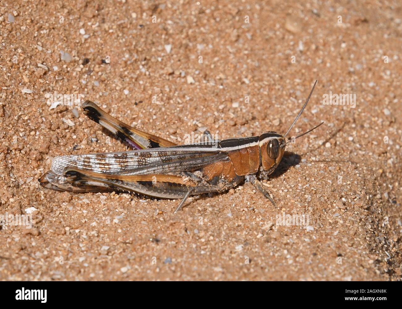 Sand hopper hi-res stock photography and images - Alamy