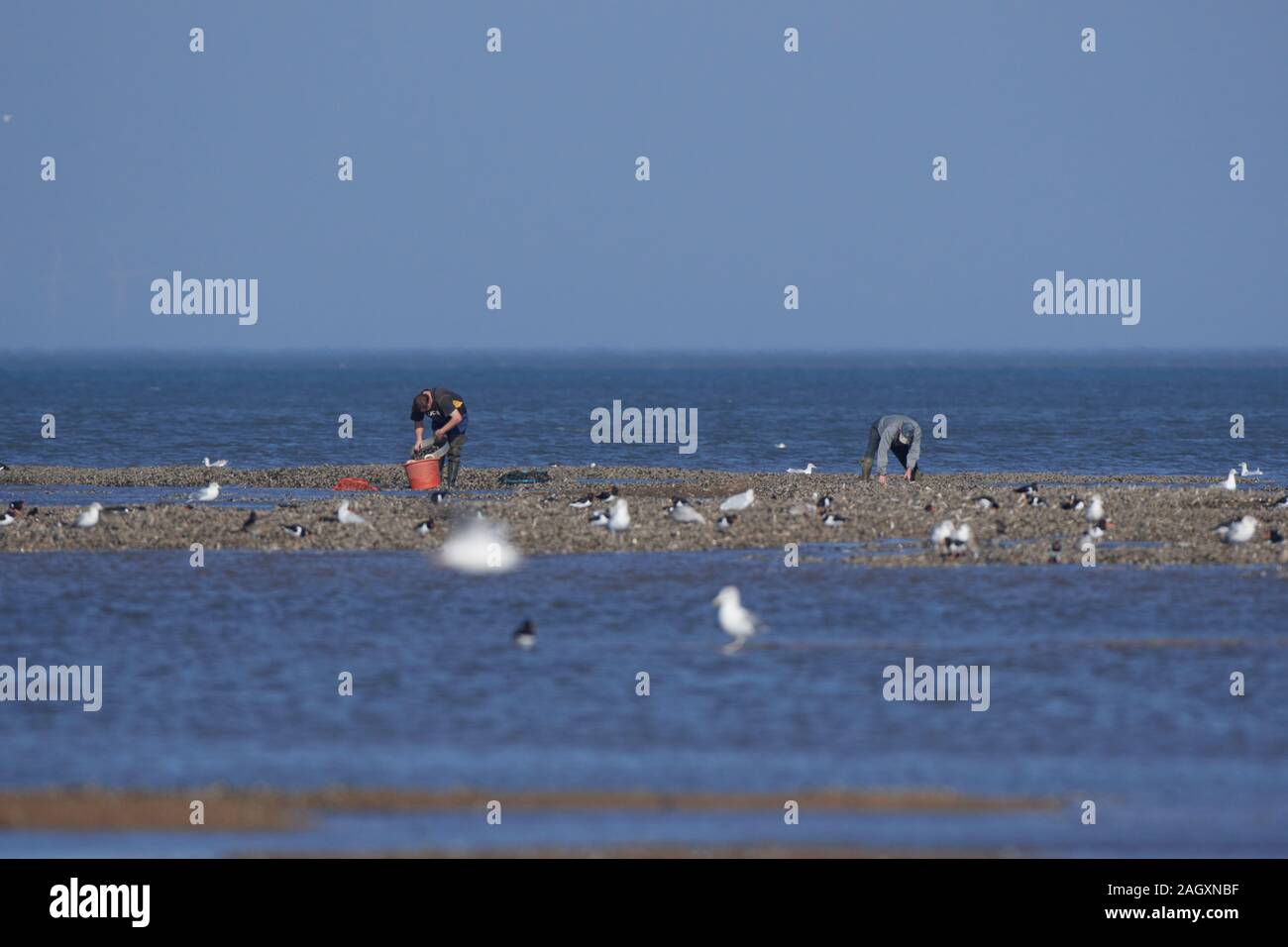 Shell Fishermen, Norfolk, UK Stock Photo - Alamy