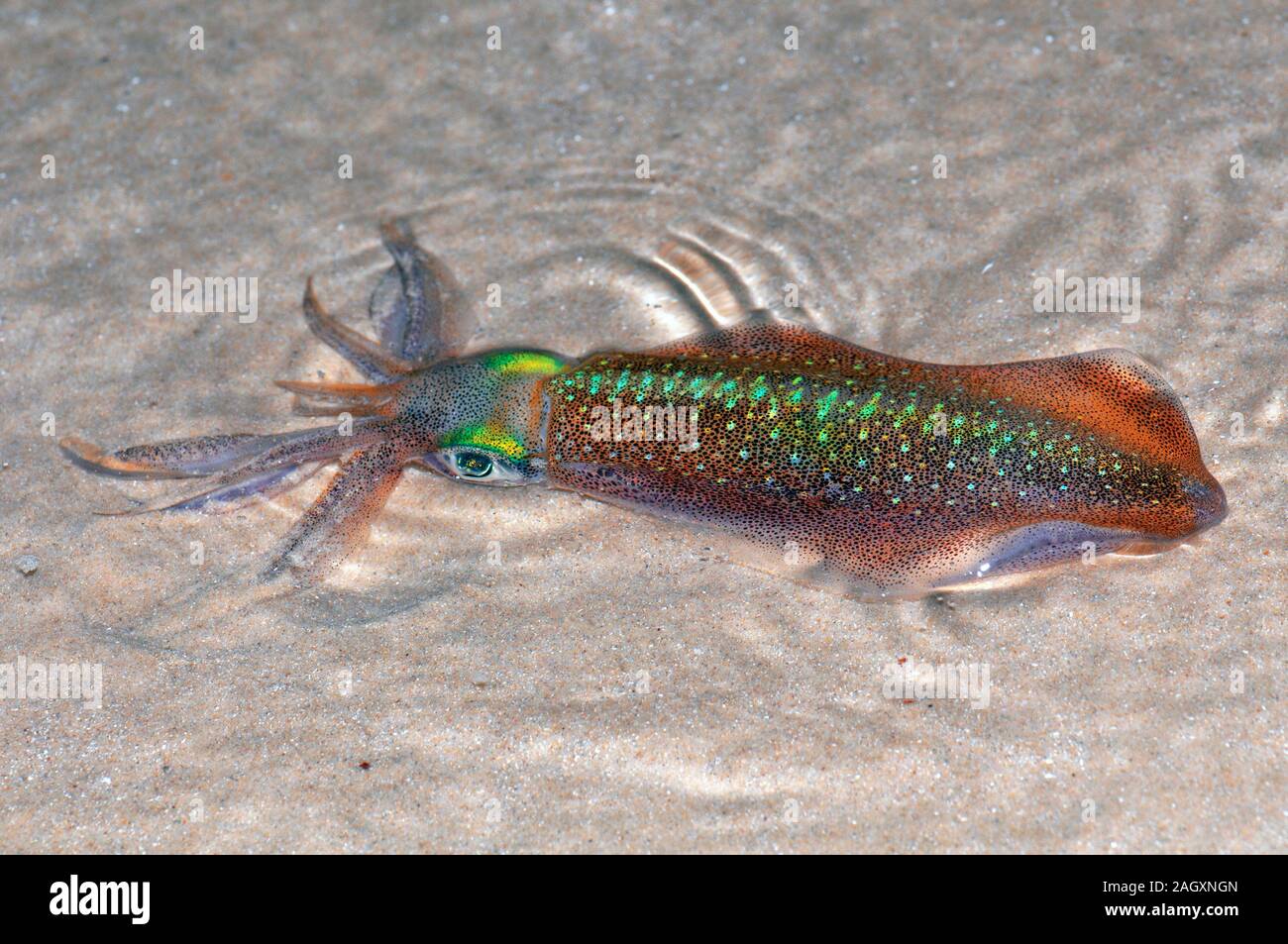 Alert tentacles hi-res stock photography and images - Alamy
