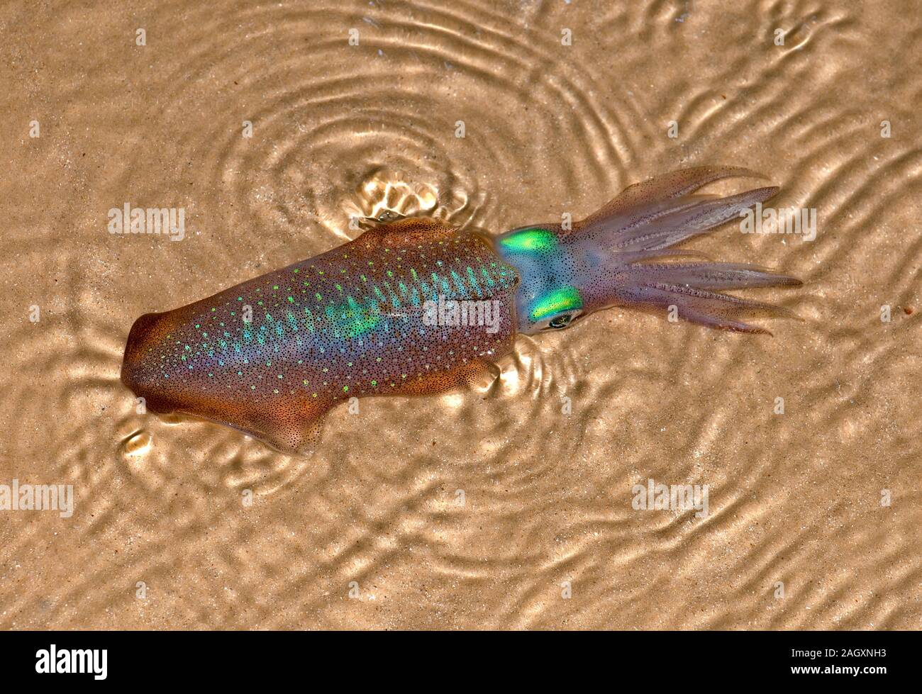 Cephalopod skin hi-res stock photography and images - Alamy