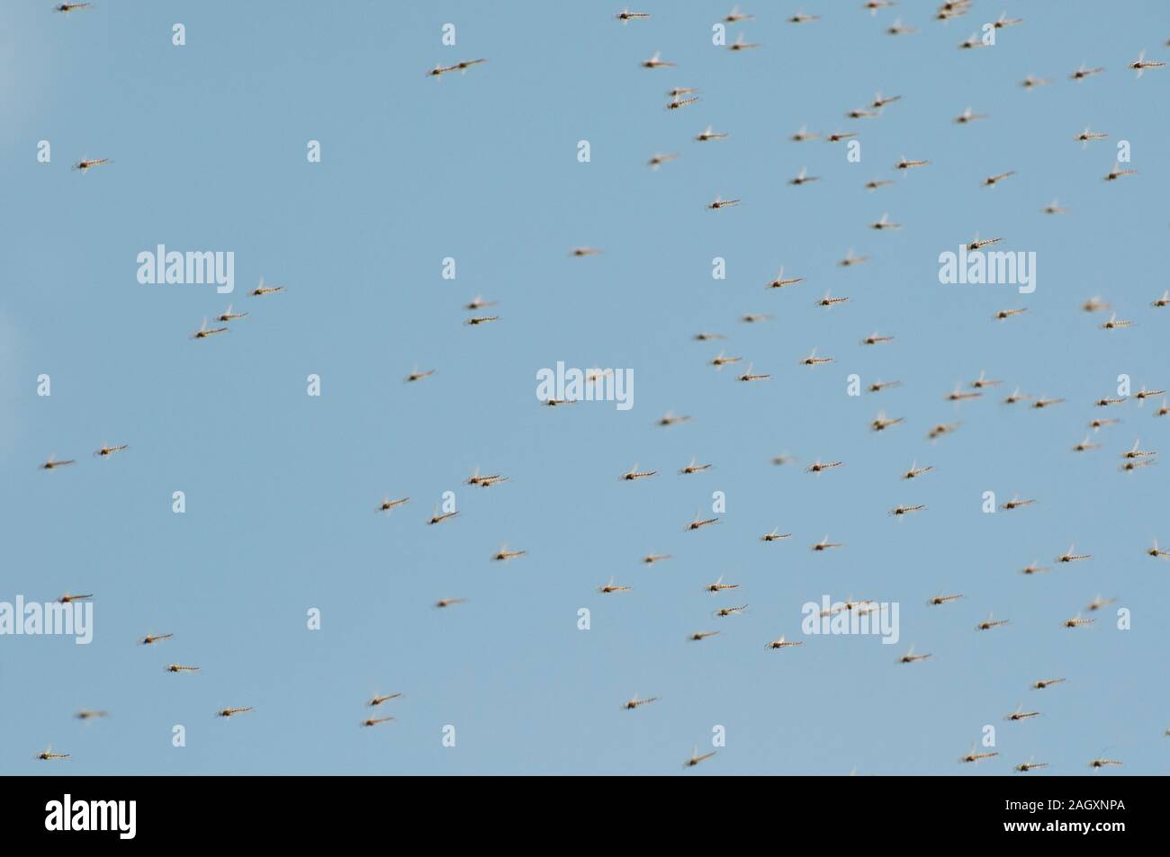 Mayfly swarm in mid air Stock Photo - Alamy