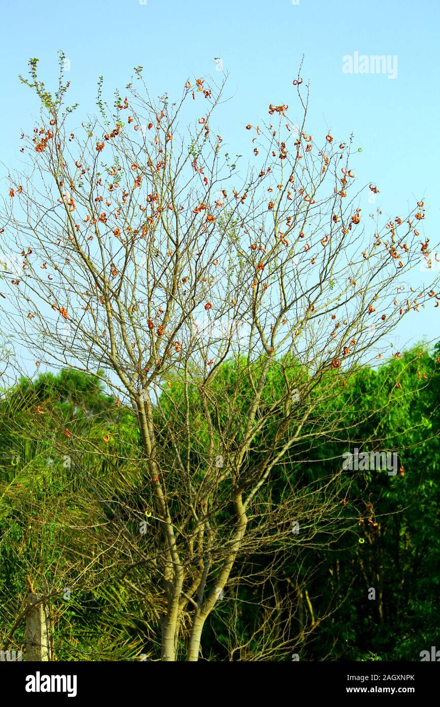 dried tree with orange and red flowers Stock Photo - Alamy