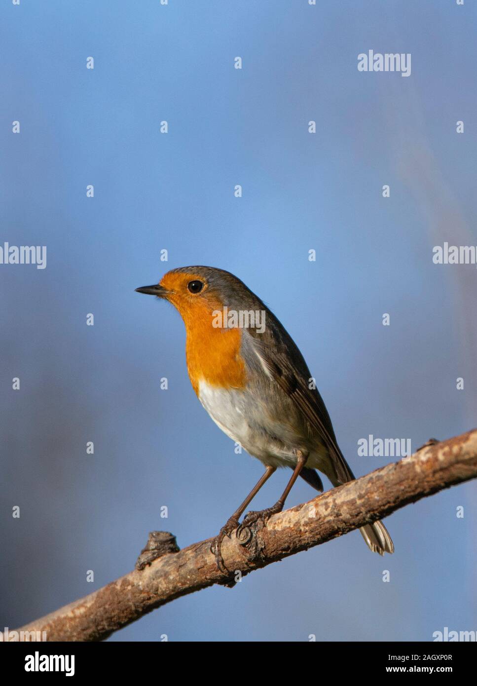 Adult robin feathers hi-res stock photography and images - Alamy