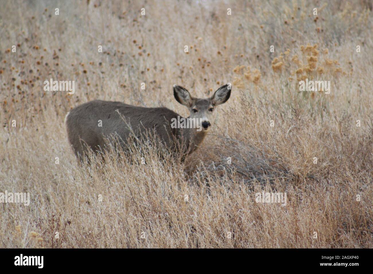 Colorado Mule Deer Does Wildlife Stock Photo - Alamy