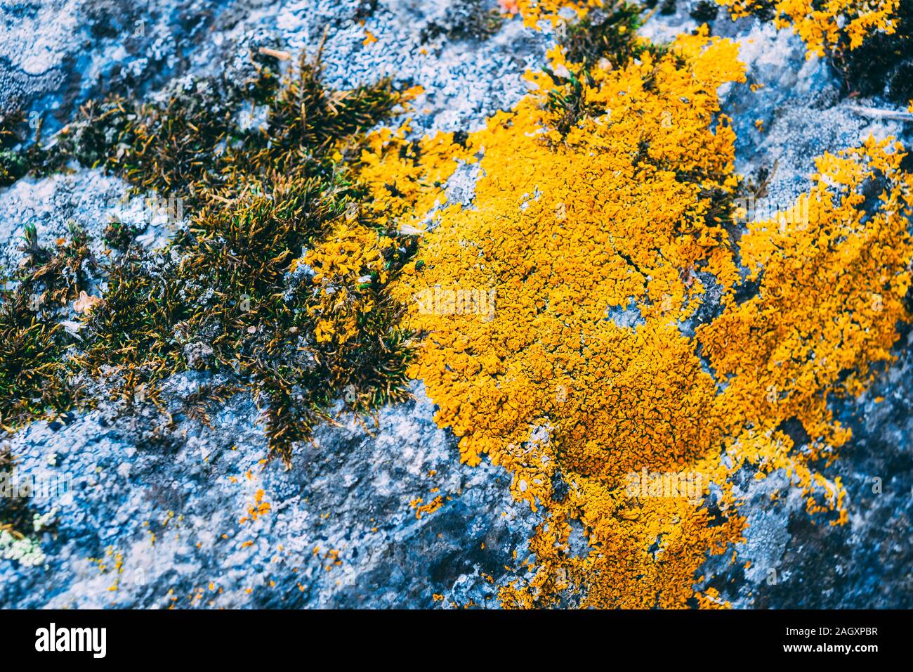 Green and yellow Moss covered the moist rock surface in high elevation ...