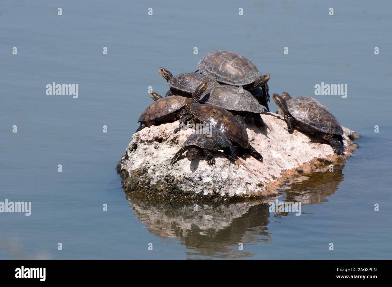 Group of Swamp turtles gather on a sunny rock Stock Photo - Alamy
