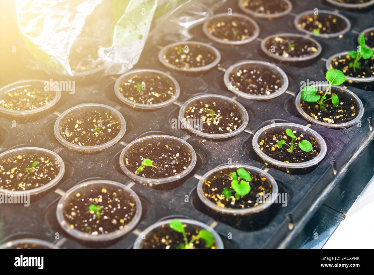 Small greenhouse in the building. Primula seedlings Stock Photo - Alamy