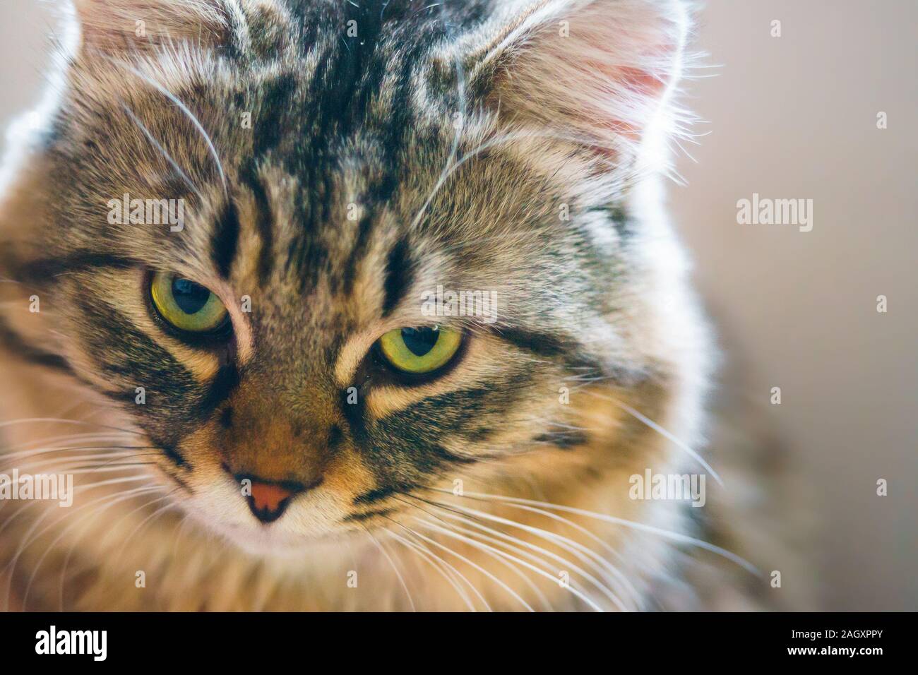 Portrait of a cat with green eyes. disapproving look. Accusatory cat ...