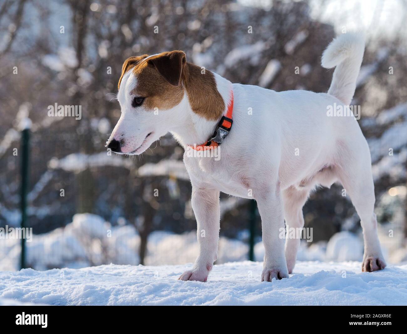 Smooth haired jack russell hi-res stock photography and images - Alamy