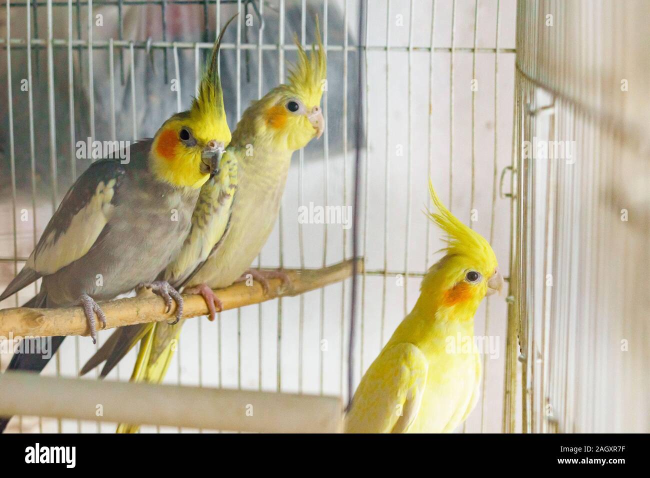 Parrot on a swing hi-res stock photography and images - Alamy