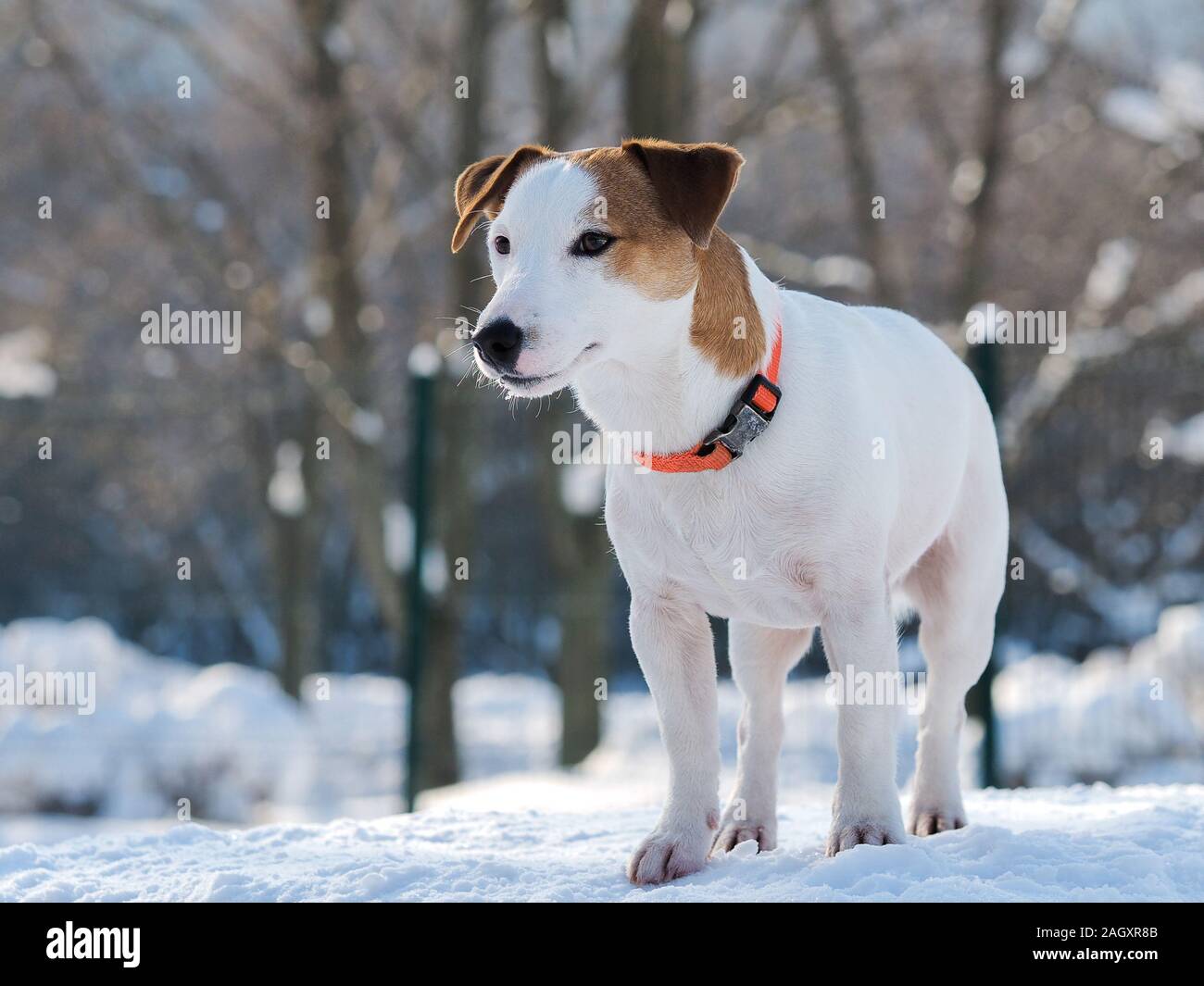 Jack Russell Terrier puppy in winter in the snow Stock Photo - Alamy