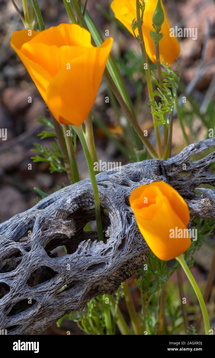 Mexican gold poppies and cholla skeleton, Organ Pipe Cactus NM, Arizona ...