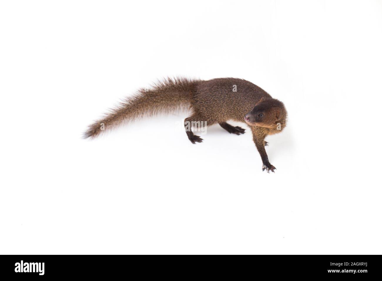 Grey mongoose Cut Out Stock Images & Pictures - Alamy