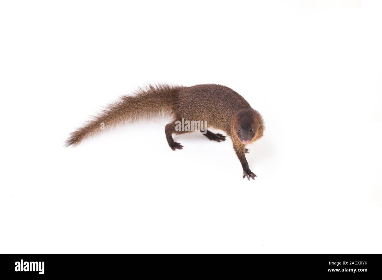 Grey mongoose Cut Out Stock Images & Pictures - Alamy