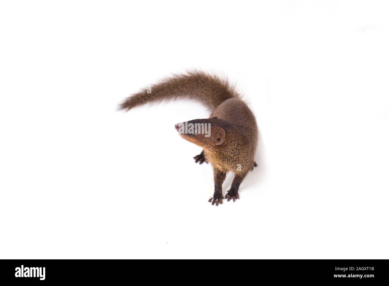 Close up ferret isolated on hi-res stock photography and images - Alamy