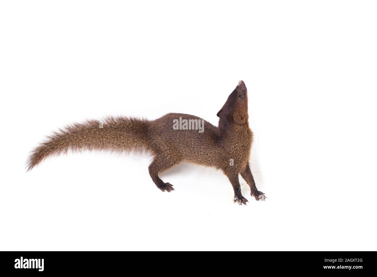 Close up of Javan Mongoose or Small asian mongoose (Herpestes javanicus ...