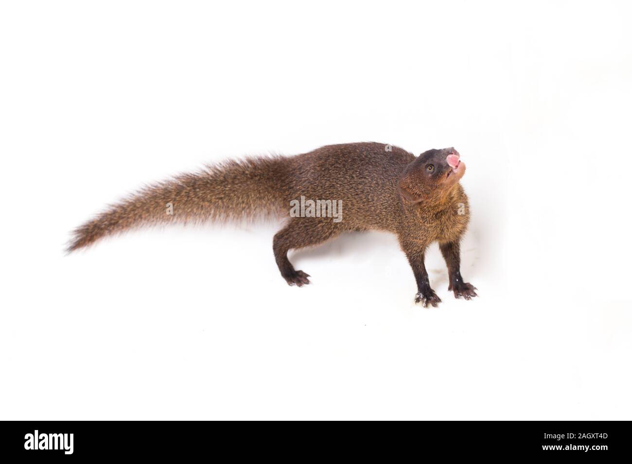 Close up ferret isolated on hi-res stock photography and images - Alamy